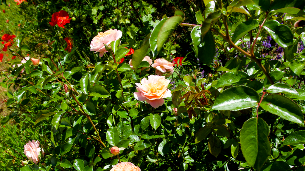 Master Pflanzen – Garten- und Landschaftsbau Robert Mennen